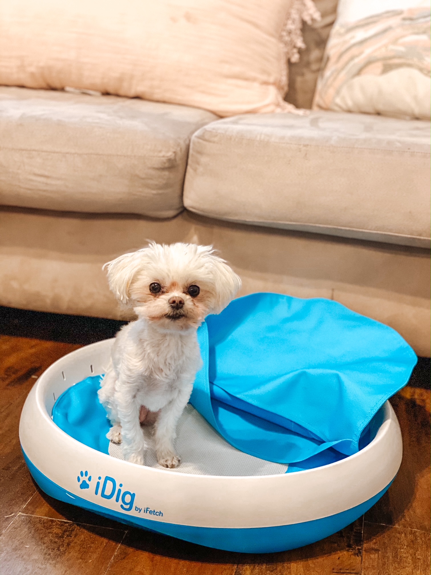 Super Useful Dog Products Every Owner Needs -The Vintage Modern Wife